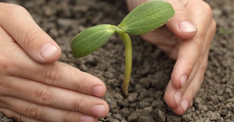 PIETRE VIVE: Piantare un albero di Tonio Dell'Olio