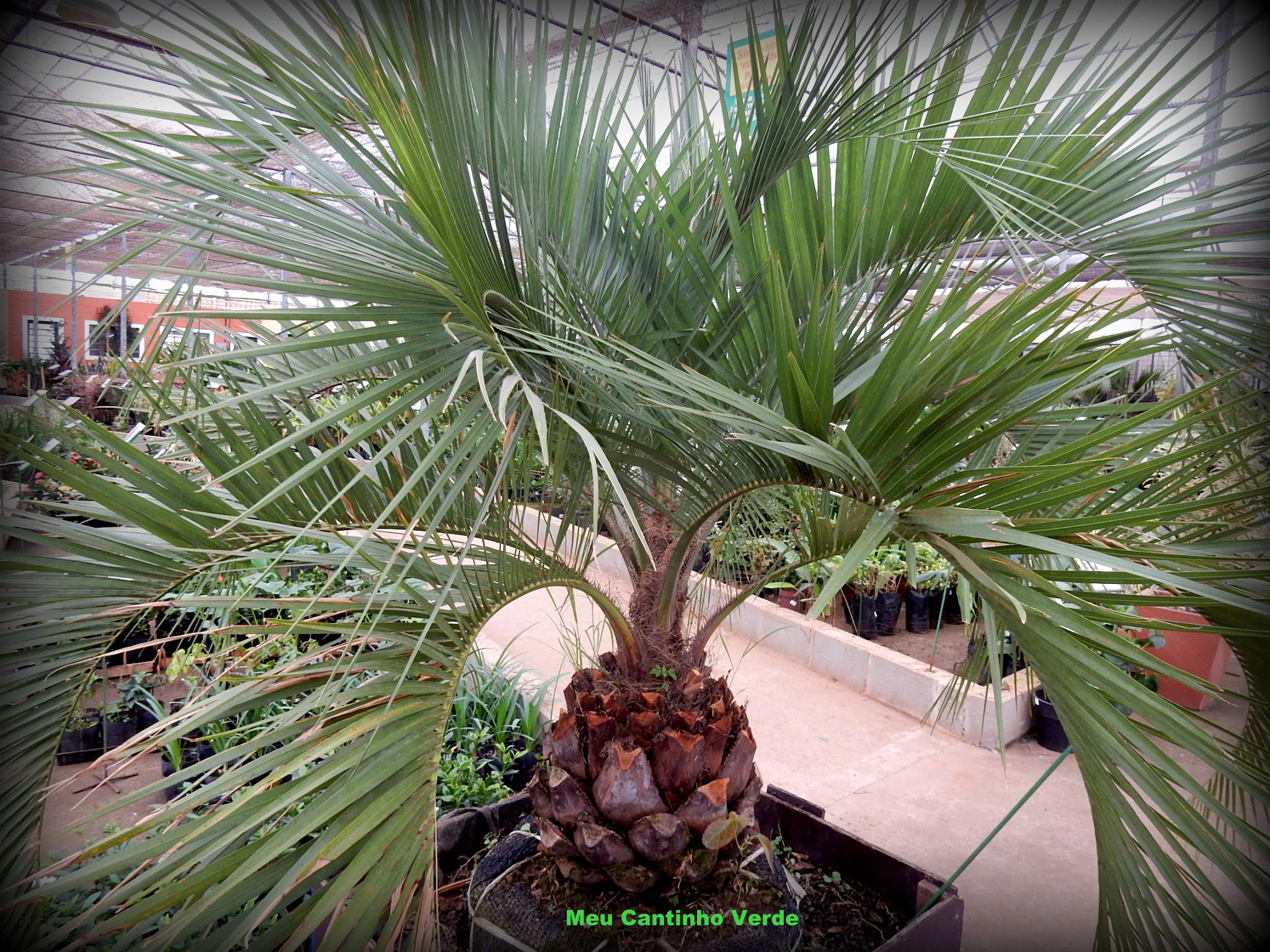 Meu Cantinho Verde: BUTIÁ - ( Butia capitata )