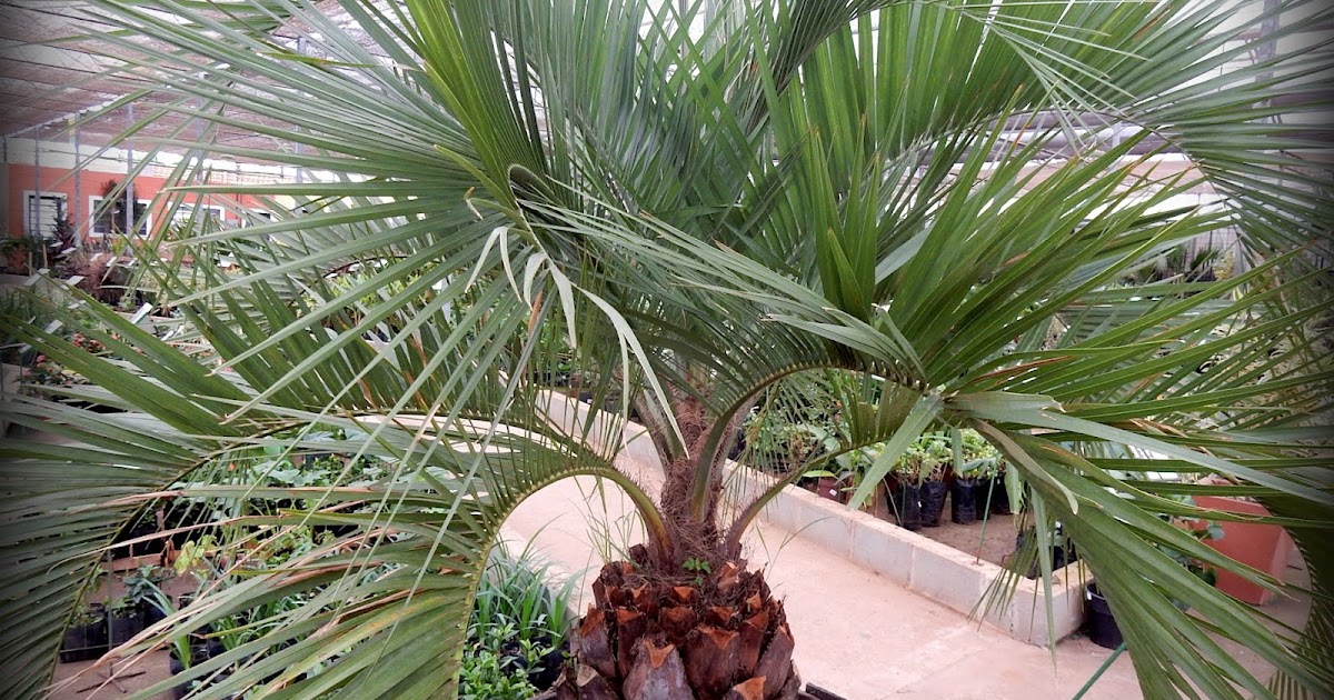 Meu Cantinho Verde: BUTIÁ - ( Butia capitata )