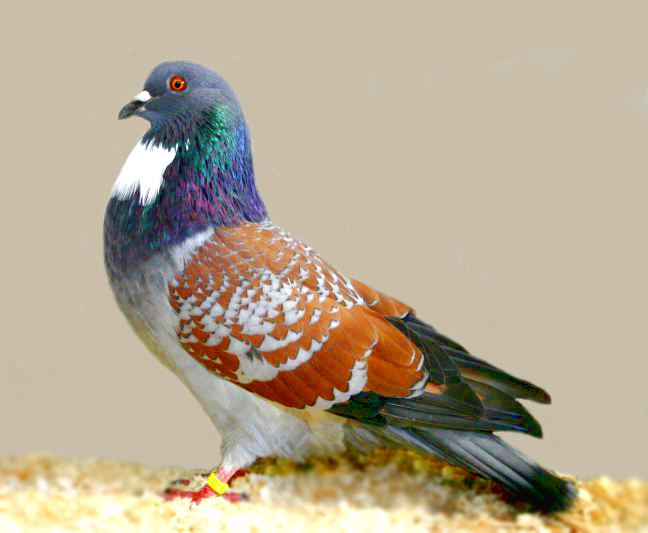 Adorned in Aristocracy: The Peacock and the Pigeon