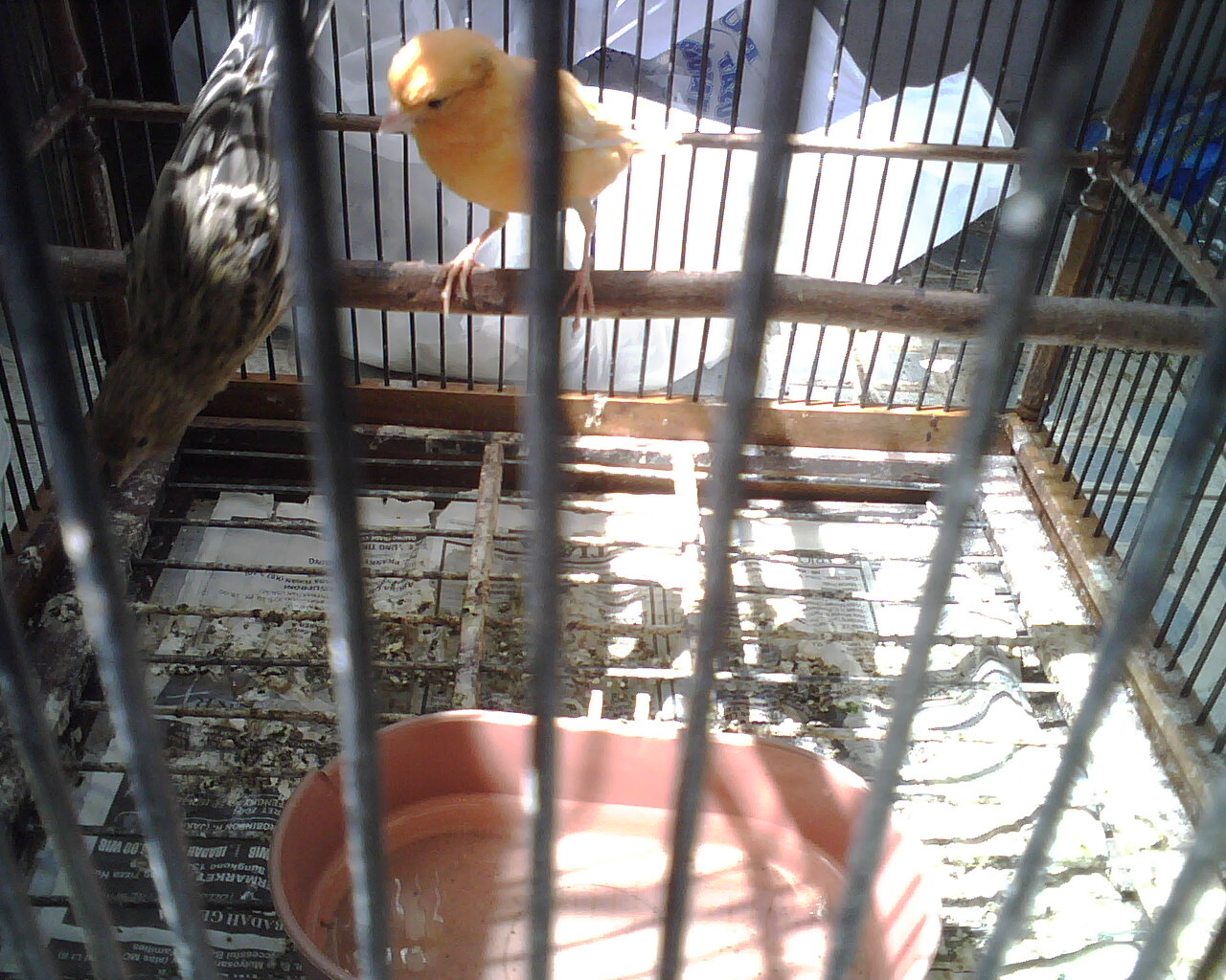 Sektor Ternak: Jenis burung kenari