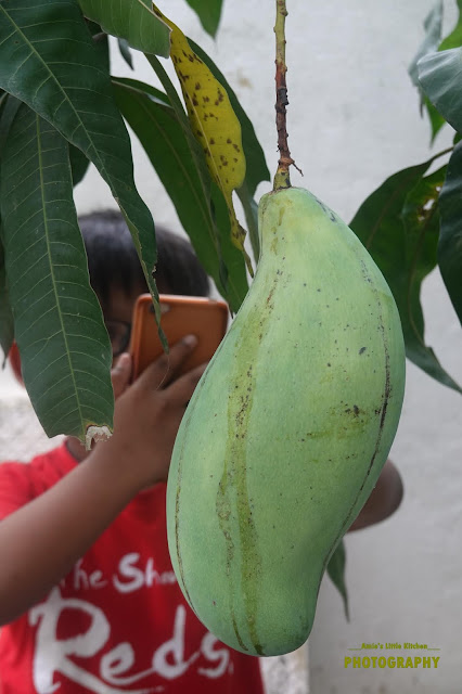 Jom Petik Mangga Udang - Amie's Little Kitchen