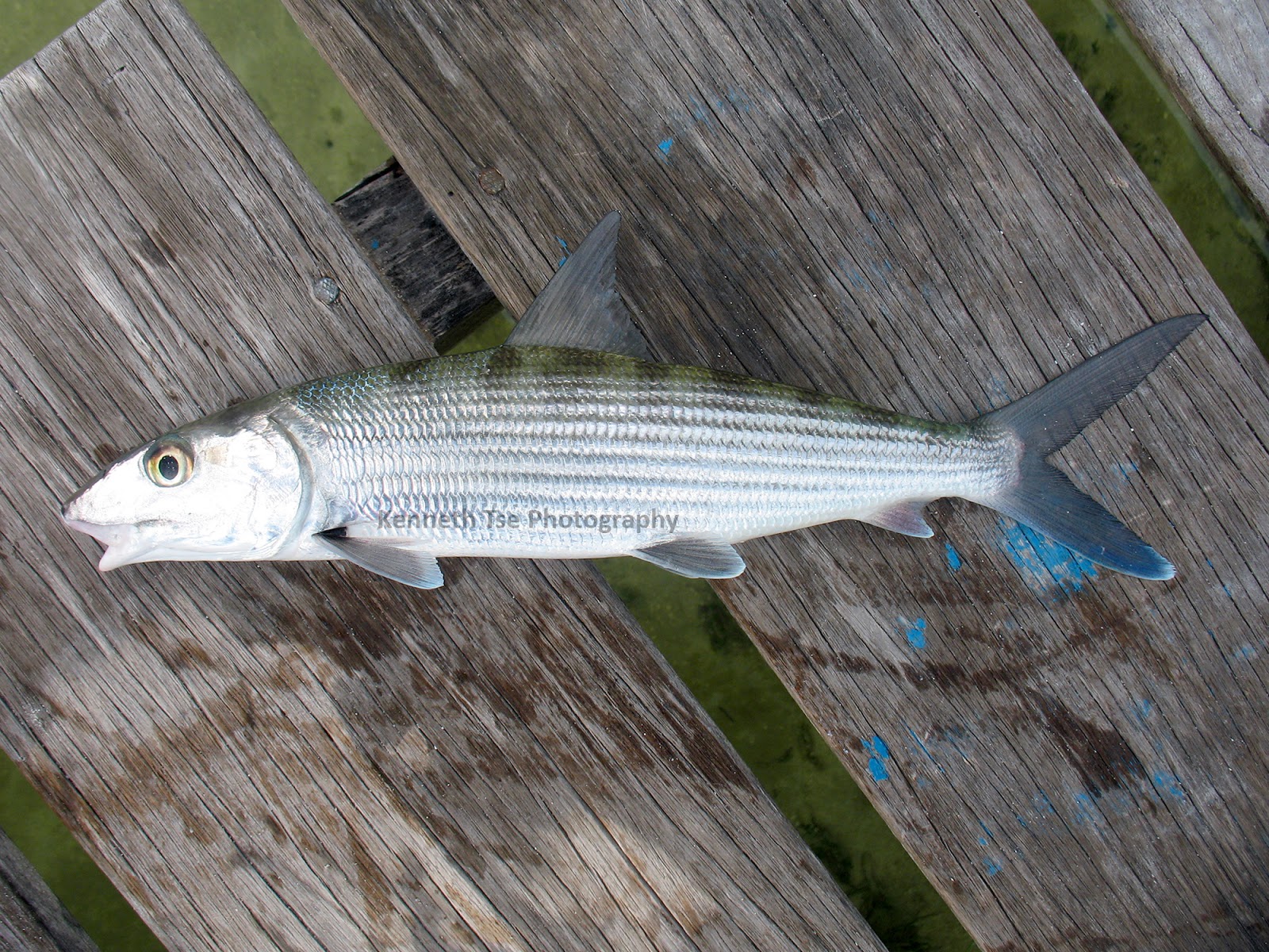 MuskieBait Adventures: Lifelist