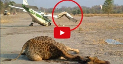 Plane hits Giraffe - 5 Weird Plane Crashes | Watch Video