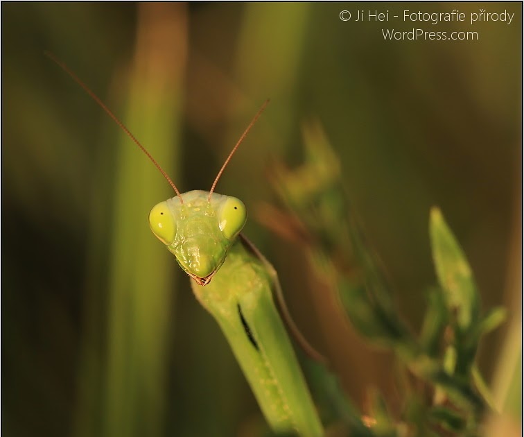Fotografie přírody Ji Hei: Kudlanka nábožná