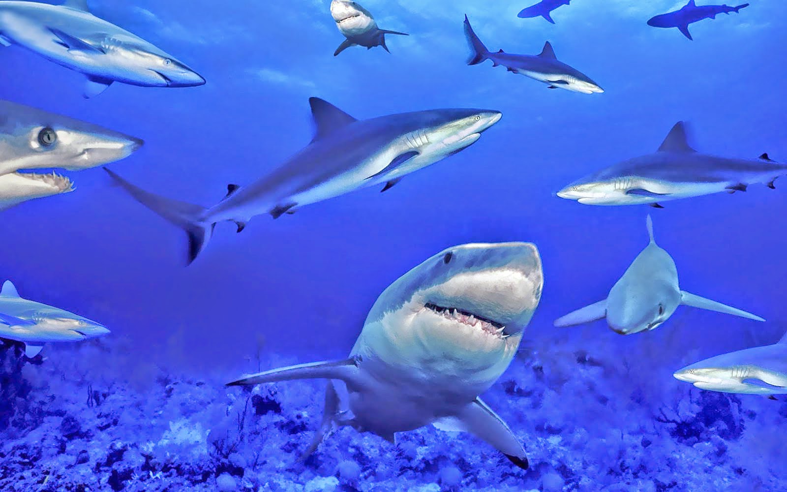 Shark - HD Wallpapers | Earth Blog