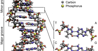 Fakta-Fakta Menarik Tentang DNA - awalilmu.com