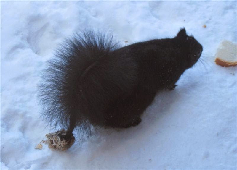 VEVERITE, RATONI and CO.: 01/02/2015 - 01/03/2015