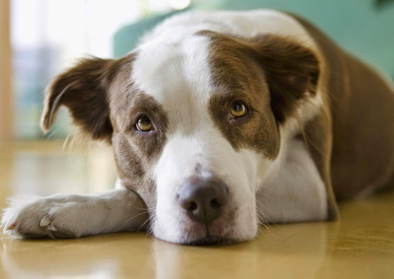 Welcome Home Blog: The Story Of Glory