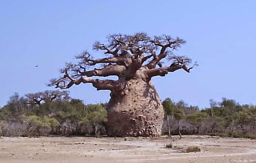 PROFESSORA SOL: BAOBÁ, A ÁRVORE DE PONTA CABEÇA