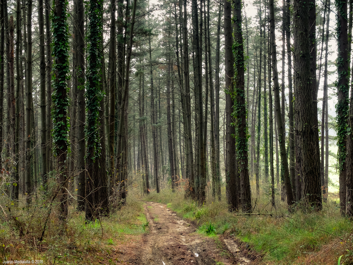 Foto Galería Juanjo Mediavilla: Bosque