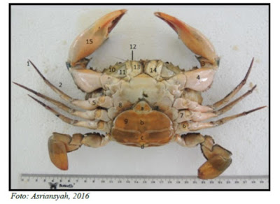 \ Anatomi Kepiting