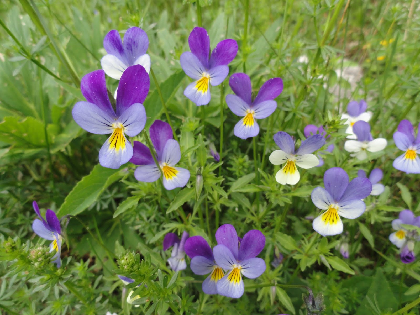 Frumusetile naturii: Trei frati patati (Viola tricolor)