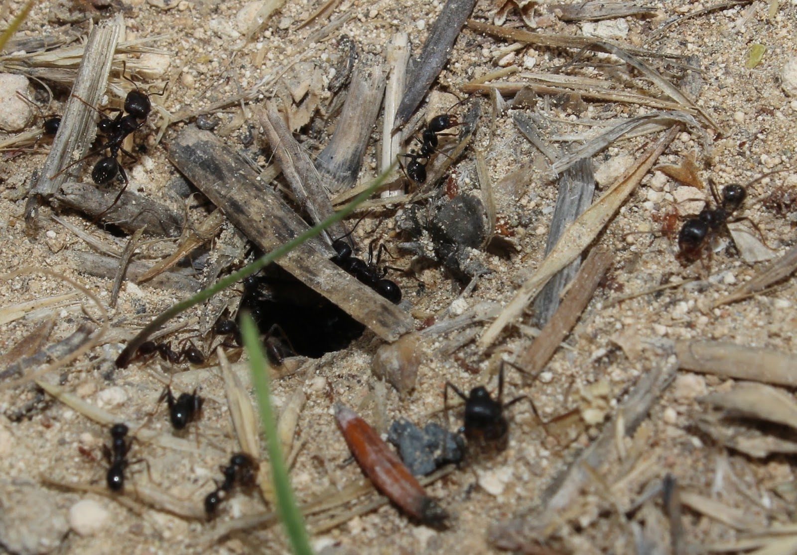 Biodiversity of Cyprus by NGO Protection of the Natural Heritage and ...