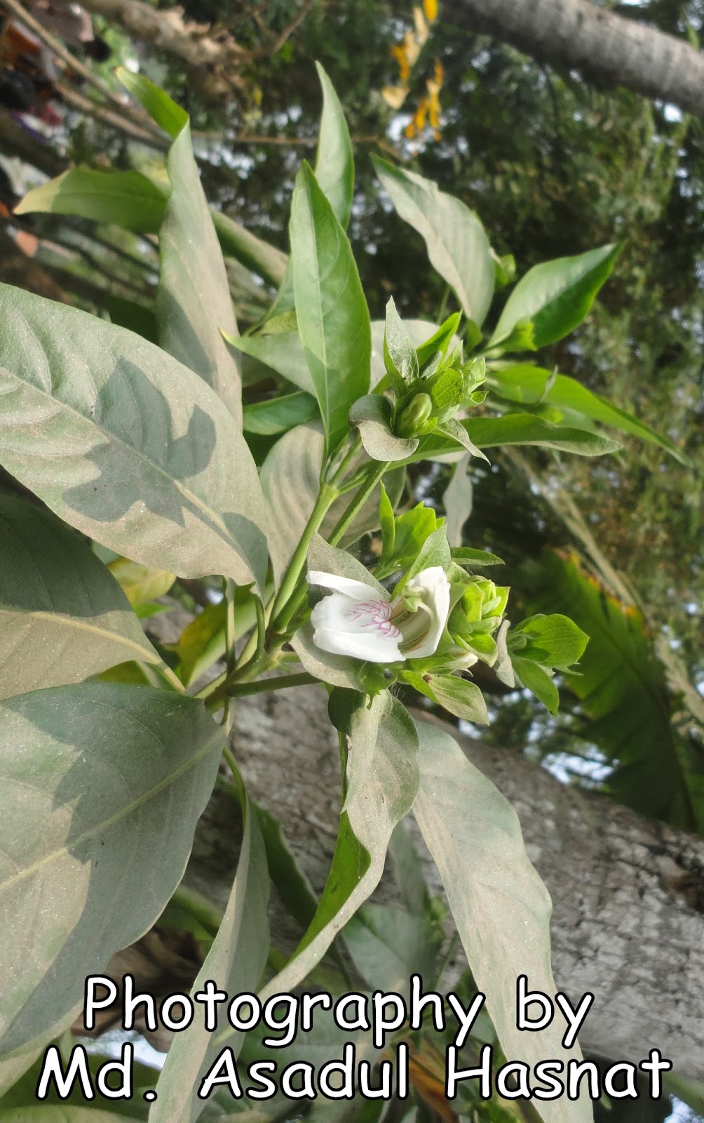 Wild & Garden Flowers: Acanthaceae