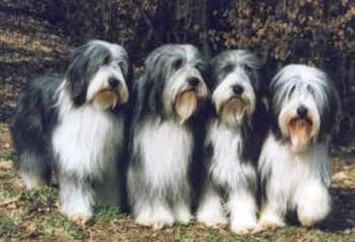 Mascotas, perros y gatos, animales domésticos: Bearded Collie, Collie ...