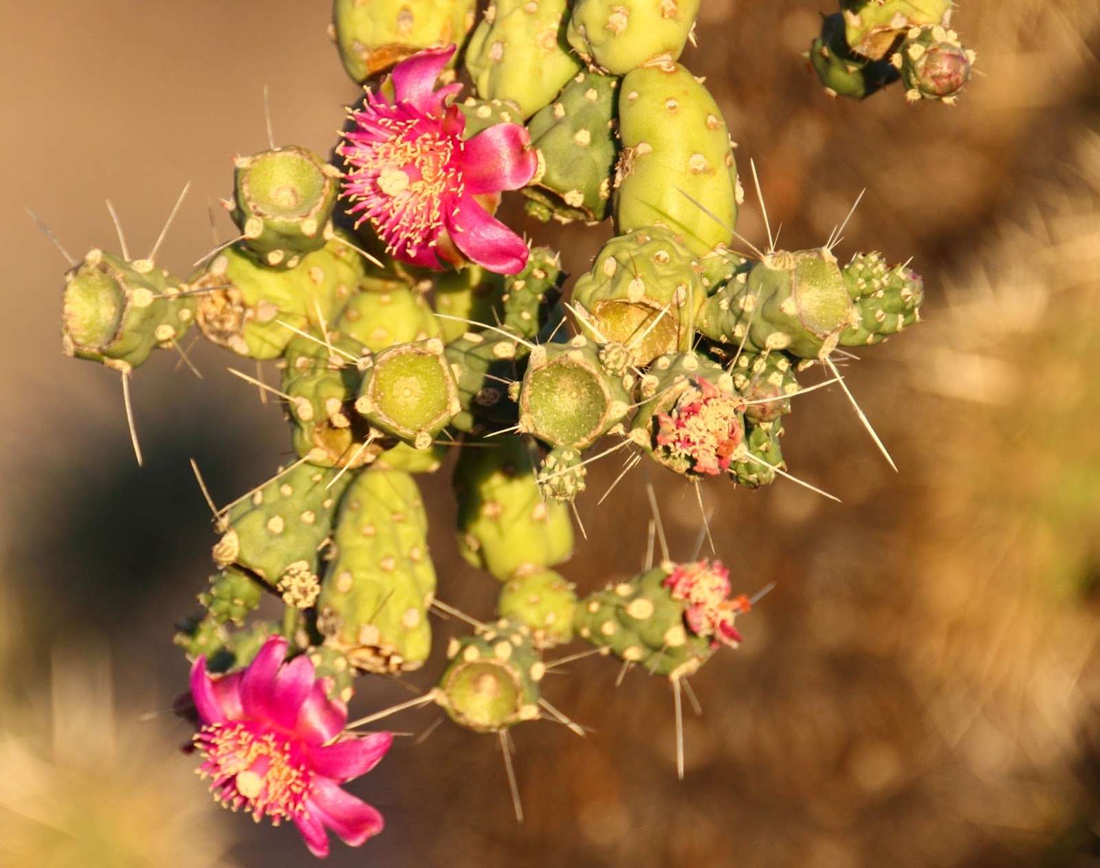 Cannundrums: Chain Fruit Cholla Flowers