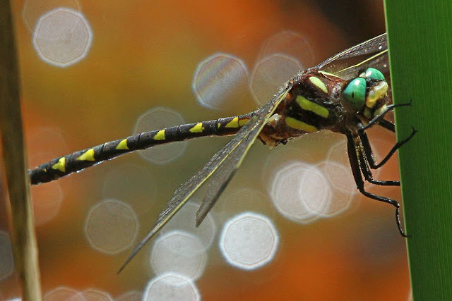 Earth and Space News: Delta-Spotted Spiketail Dragonfly Habitats ...