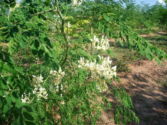 MORINGA: Growing Moringa Oleifera in Australia from Seeds. - Moringa ...