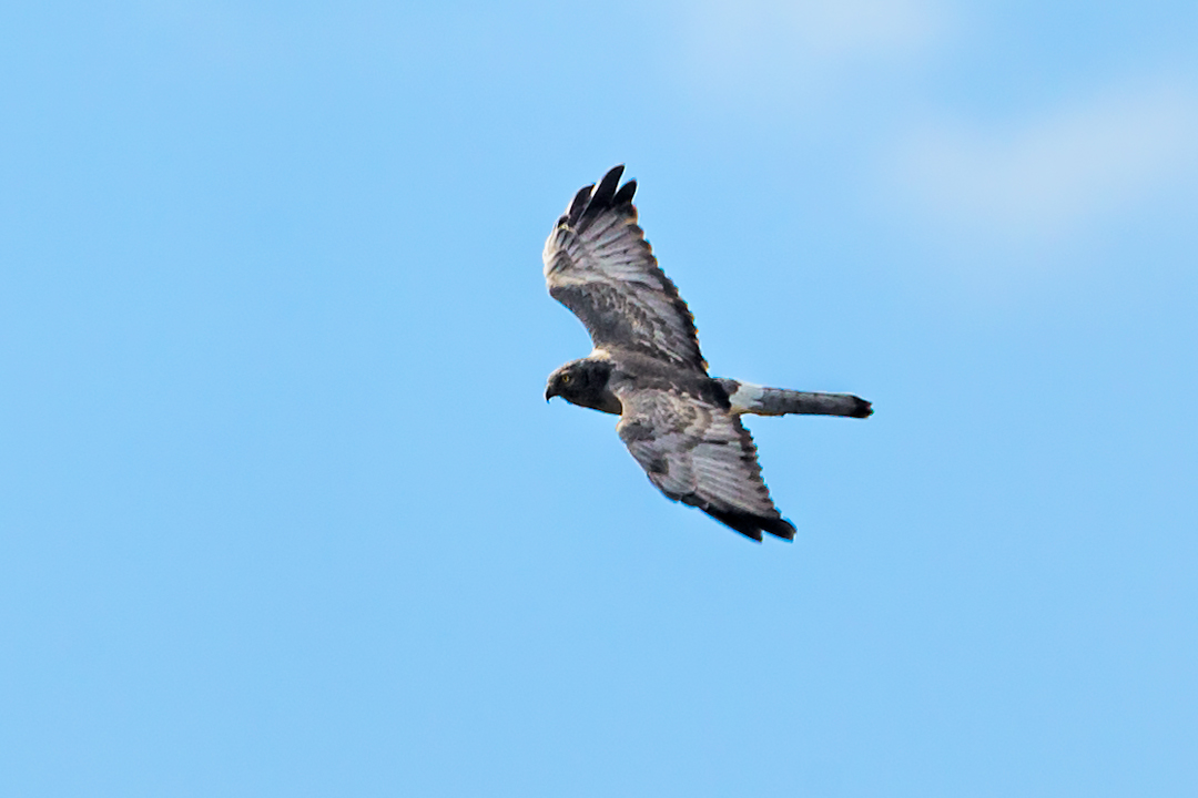 Coastal Virginia Wildlife Observatory: Gray Ghosts