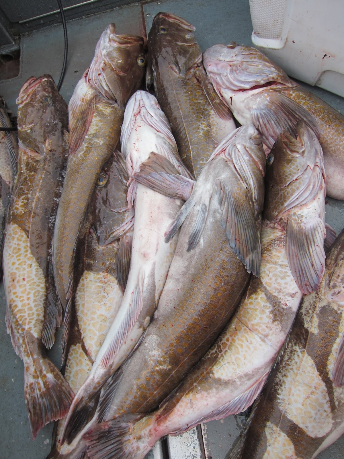 Todds Extreme Fishing: Neah Bay lingcod & rockfish