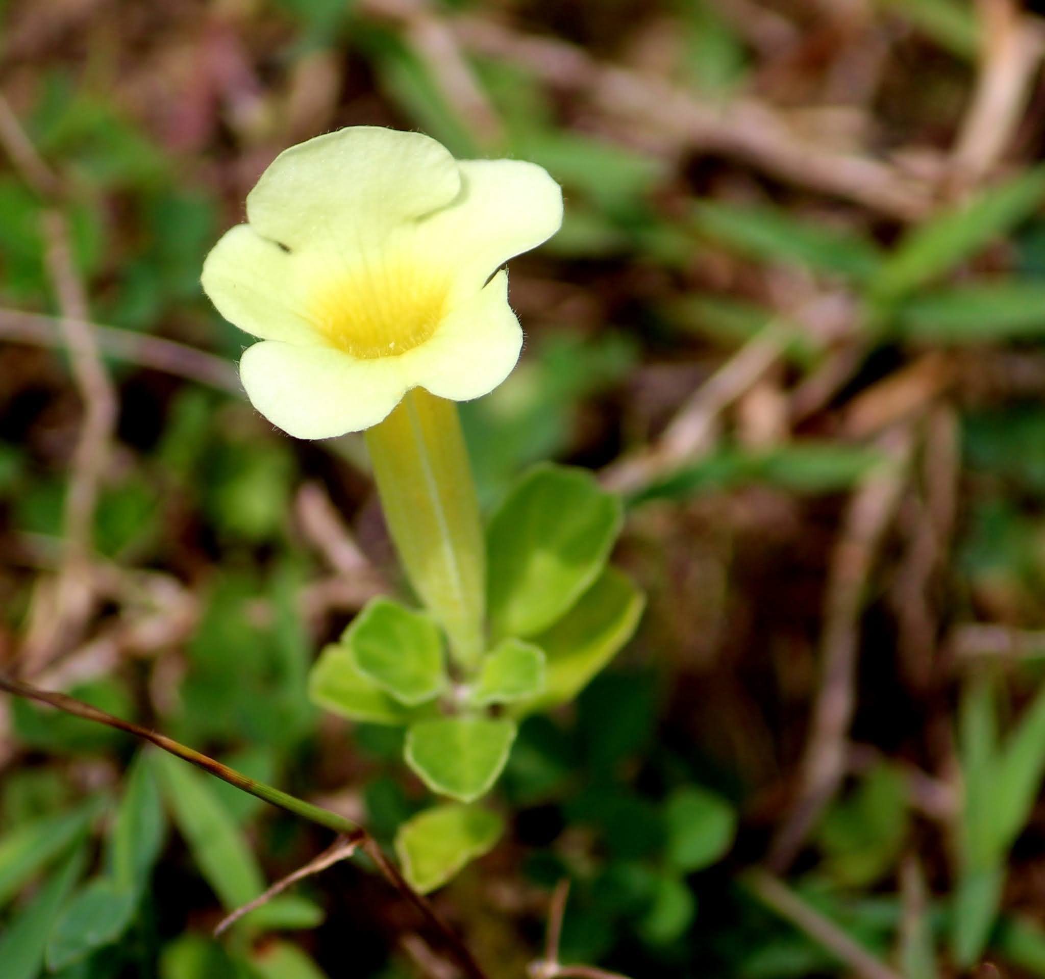 Pedalium murex L., coastal flora of Odisha