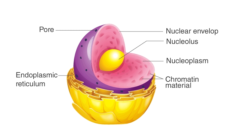 Ultrastructure of nucleus
