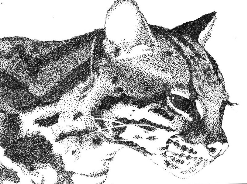 Teknik Menggambar dan Contoh Gambarnya