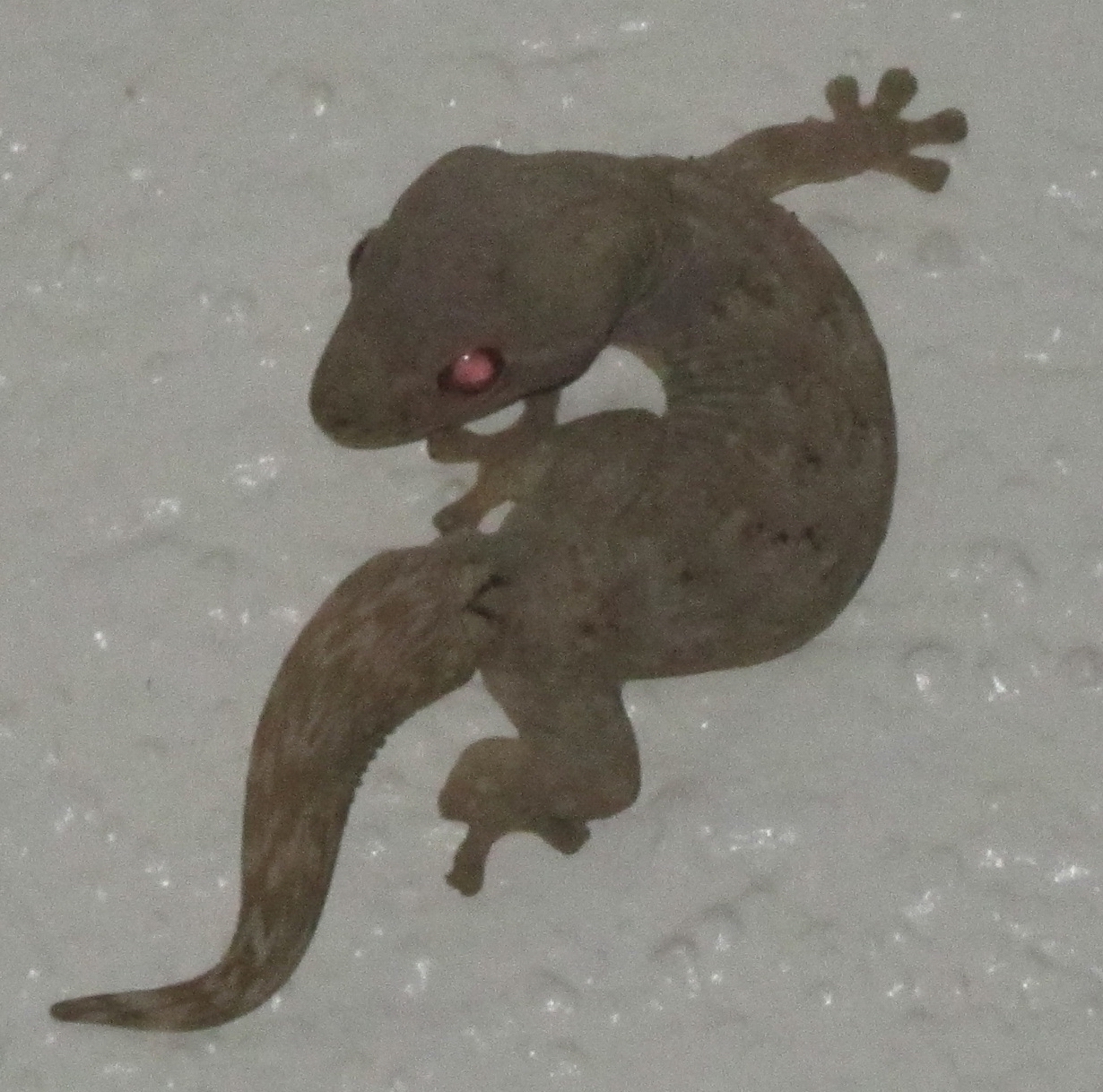 Hiking Curaçao - Flora and Fauna: Gekko - Hagedis