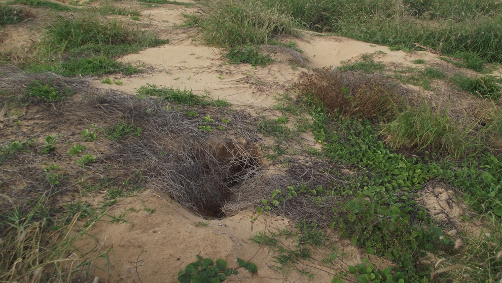 WEDGE-TAILED SHEARWATER