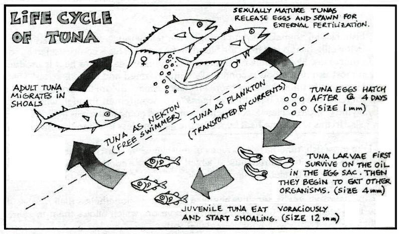 Where Did Tuna Go?: Life Cycle of Tuna