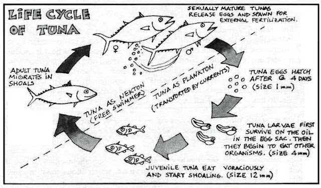 Where Did Tuna Go?: Life Cycle of Tuna