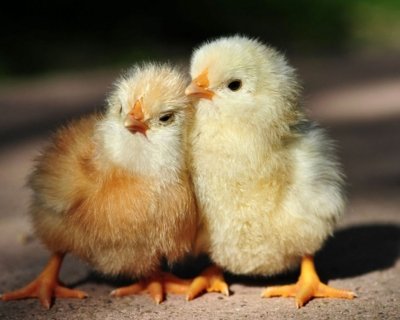 En Güzel Hayvan Resimleri, Değişik Hayvan Resimleri