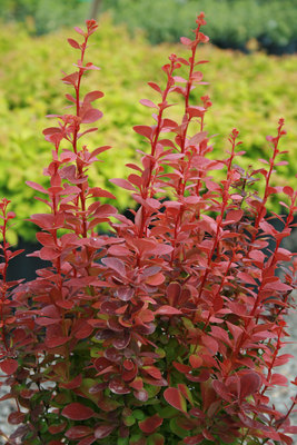 Plant Preview: Sterile Barberry is Non-Invasive