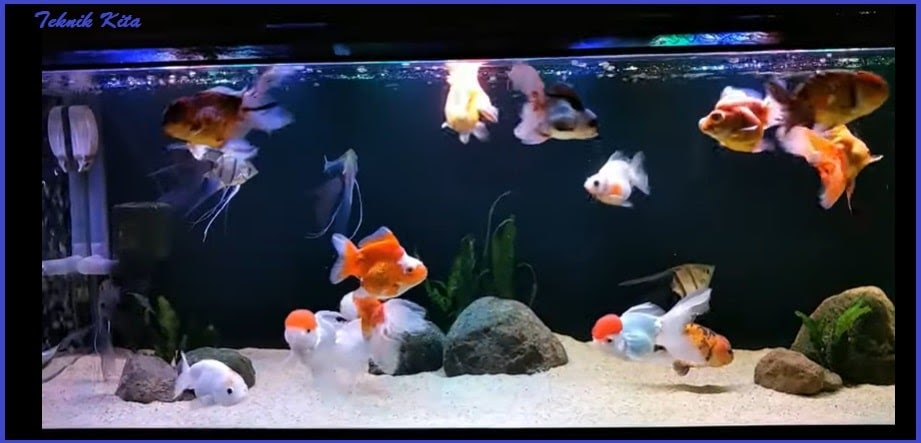 Aquarium Ikan Koki