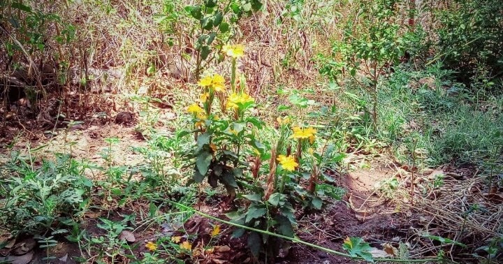 Aboli Flowers: Sunshine Smiles