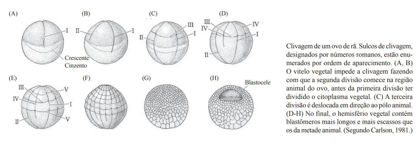 BIOLOGIA PARA A VIDA : EMBRIOLOGIA ANIMAL