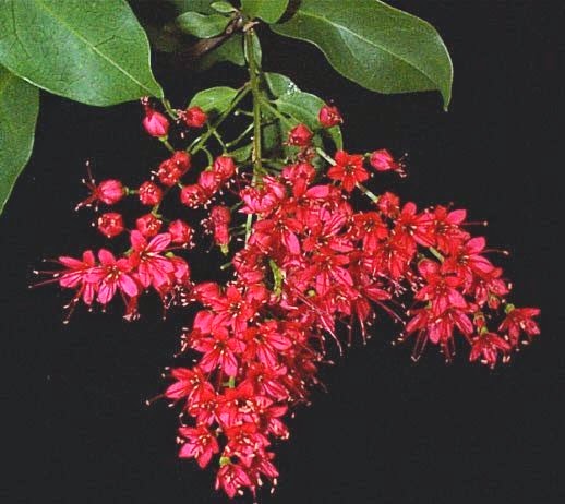 Flora de Puerto Rico Ilustrada Papo Vives: COMBRETACEAE COMBRETUM ...