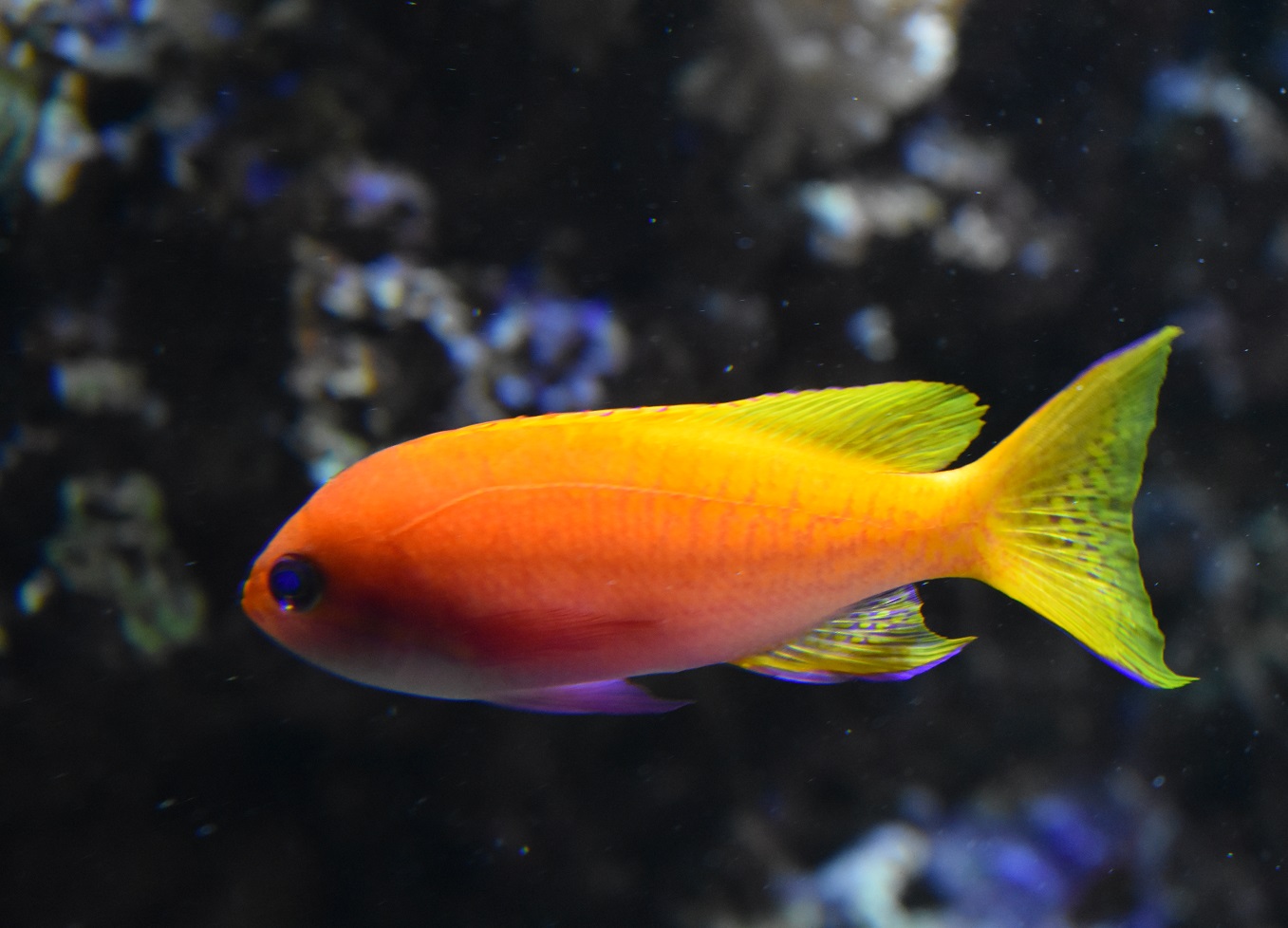 ZOOTOGRAFIANDO (6.100 ANIMALS): ANTIAS DE COLA AMARILLA DE DOS PUNTOS ...