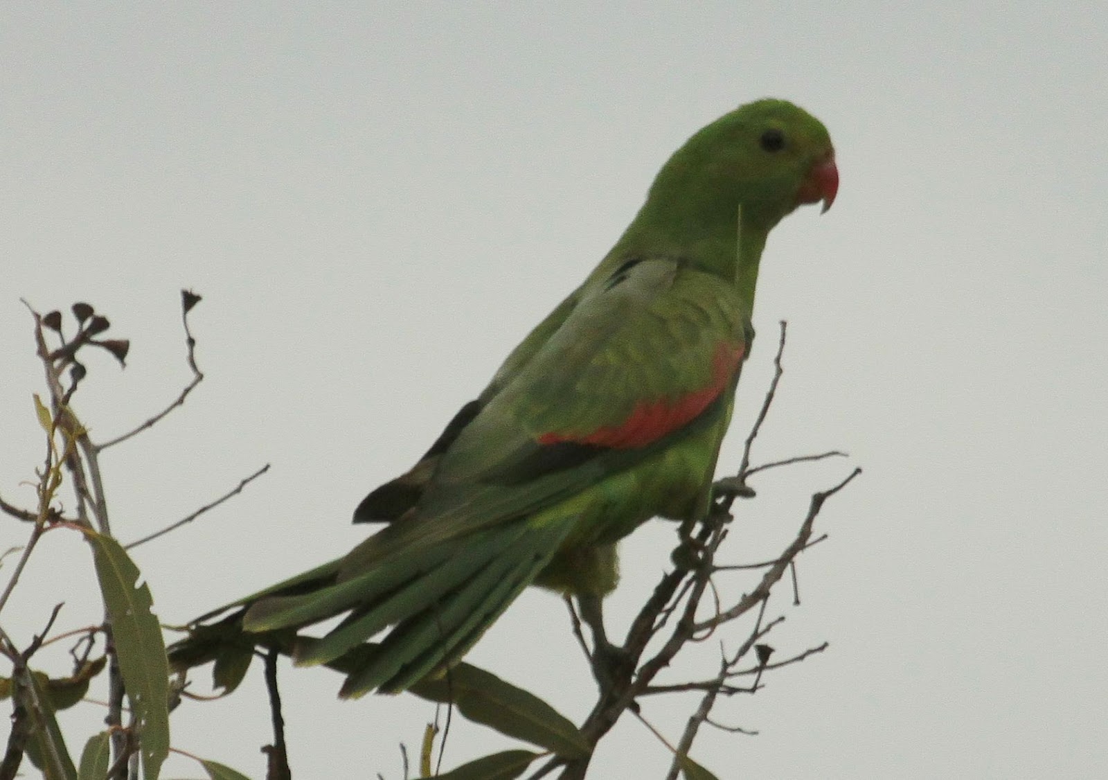 Richard Waring's Birds of Australia: All the Reds - Red-winged Parrot ...