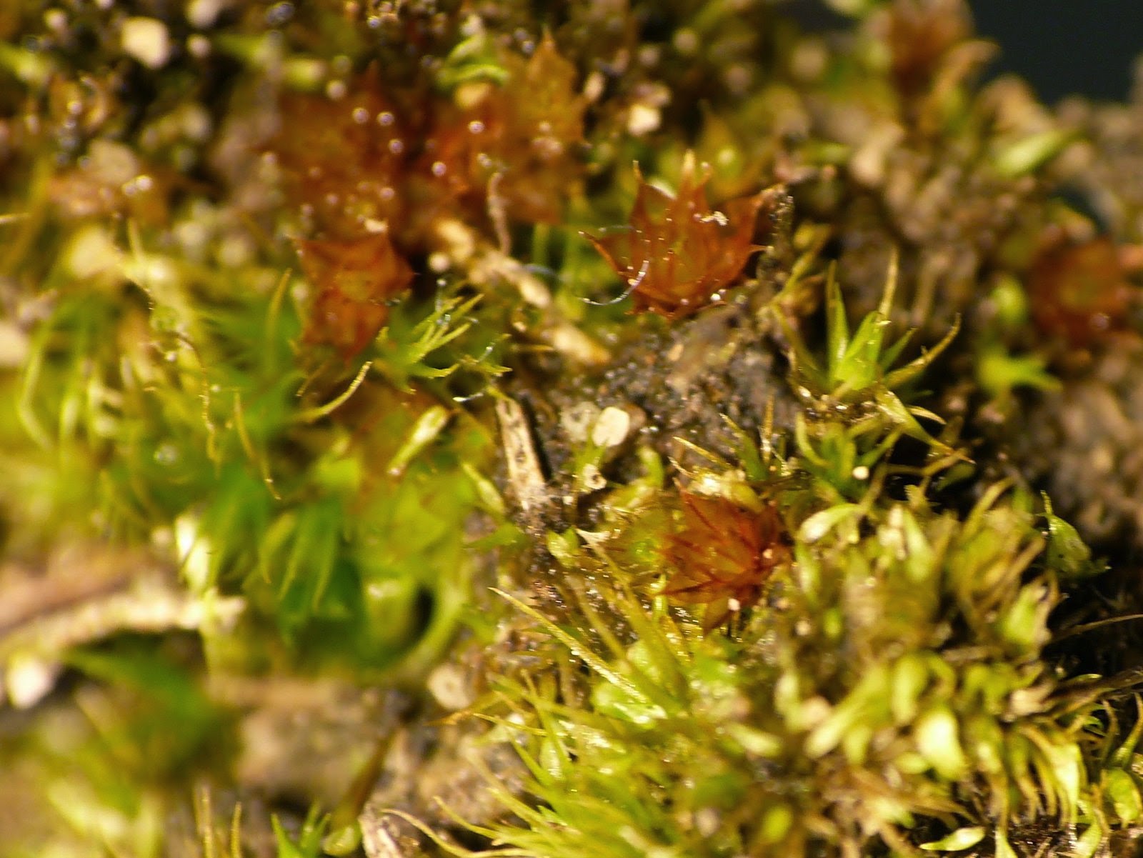 South Wales Bryophytes: Bryum query