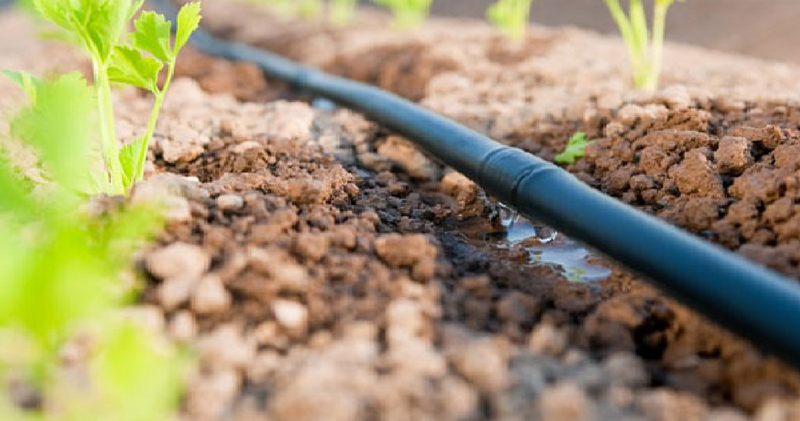 Ventajas del riego por goteo