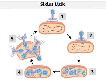 Wety Yuningsih: Daur Hidup Virus Kelas 10 IPA/ IPS LM