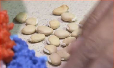 StayGate: White lentil extract protein can prevent coronavirus invasion