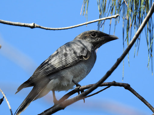 Birding - Tweed Heads - Australia: Tweed Bird List with Photos