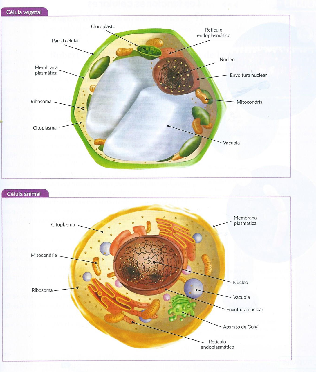 Blog de Sexto Grado. Alexis Carrel: CIENCIAS NATURALES