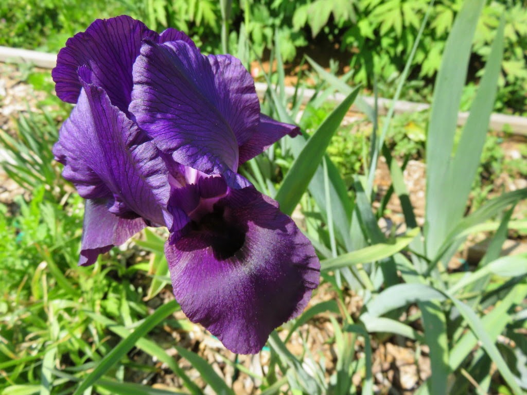 My Virtual Maryland Garden: Aril bred iris time