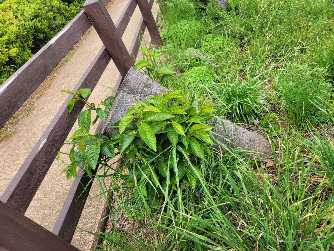 Peace, Love, Freedom and Nature: Various stump shapes