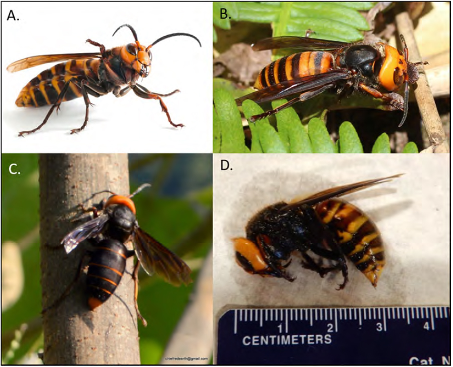 Insects in the City: What PMPs need to know about the Asian giant hornet
