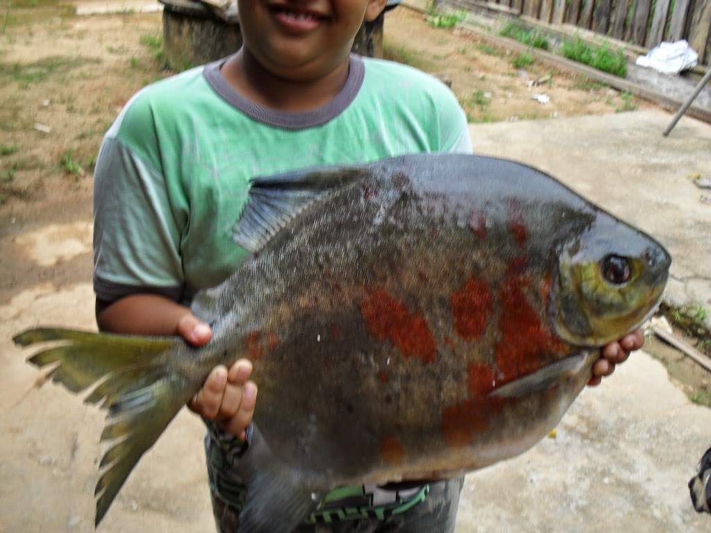 Pescando no Mato Grosso: Pacu